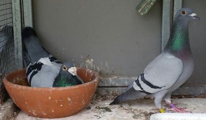 Stock Birds | Northern Gold Coast | Hudson Lofts